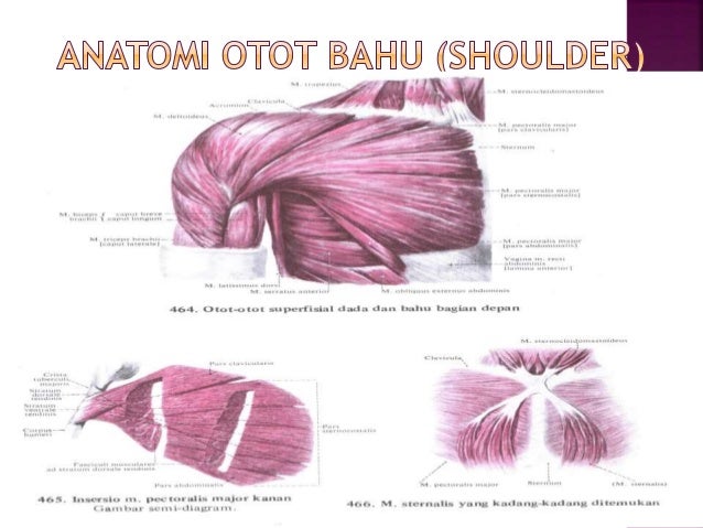 PPT ANATOMI DAN FUNGSI BAHU
