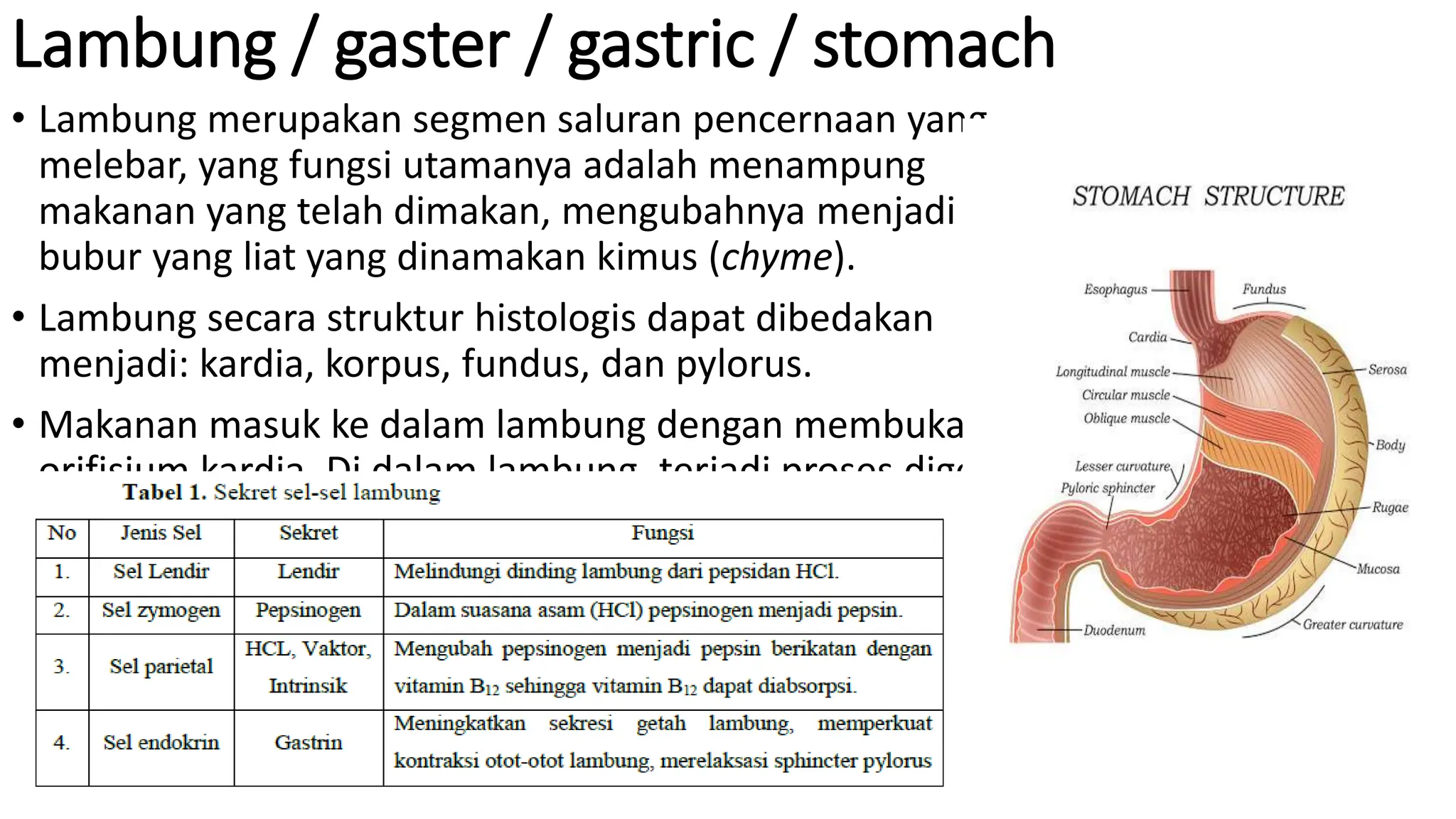 ppt anatomi fisiologi digestif(pencernaan).pptx