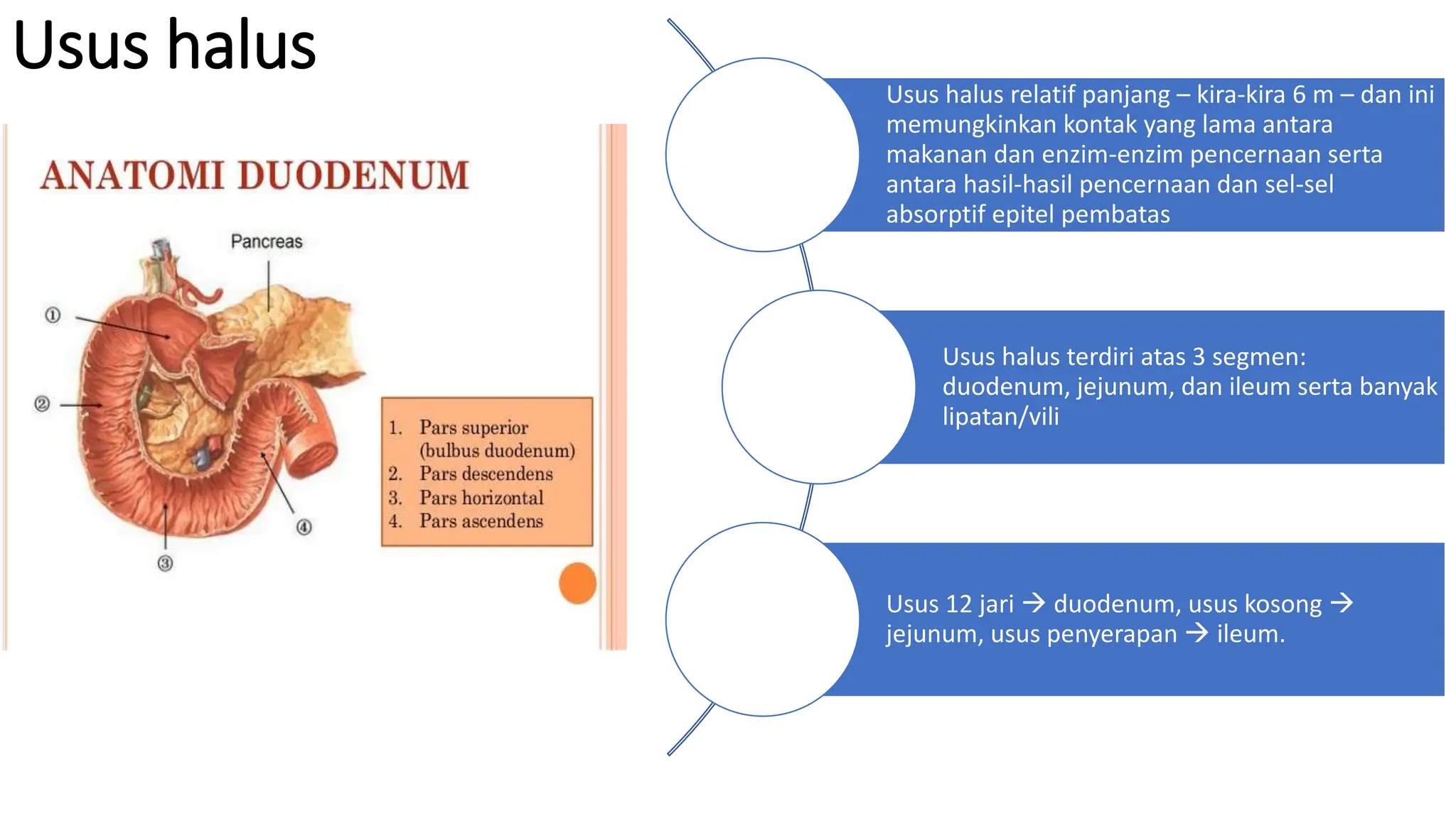 ppt anatomi fisiologi digestif(pencernaan).pptx