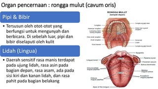 ppt anatomi fisiologi digestif(pencernaan).pptx