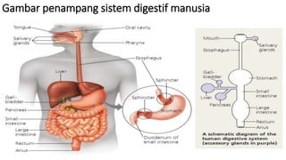 ppt anatomi fisiologi digestif(pencernaan).pptx