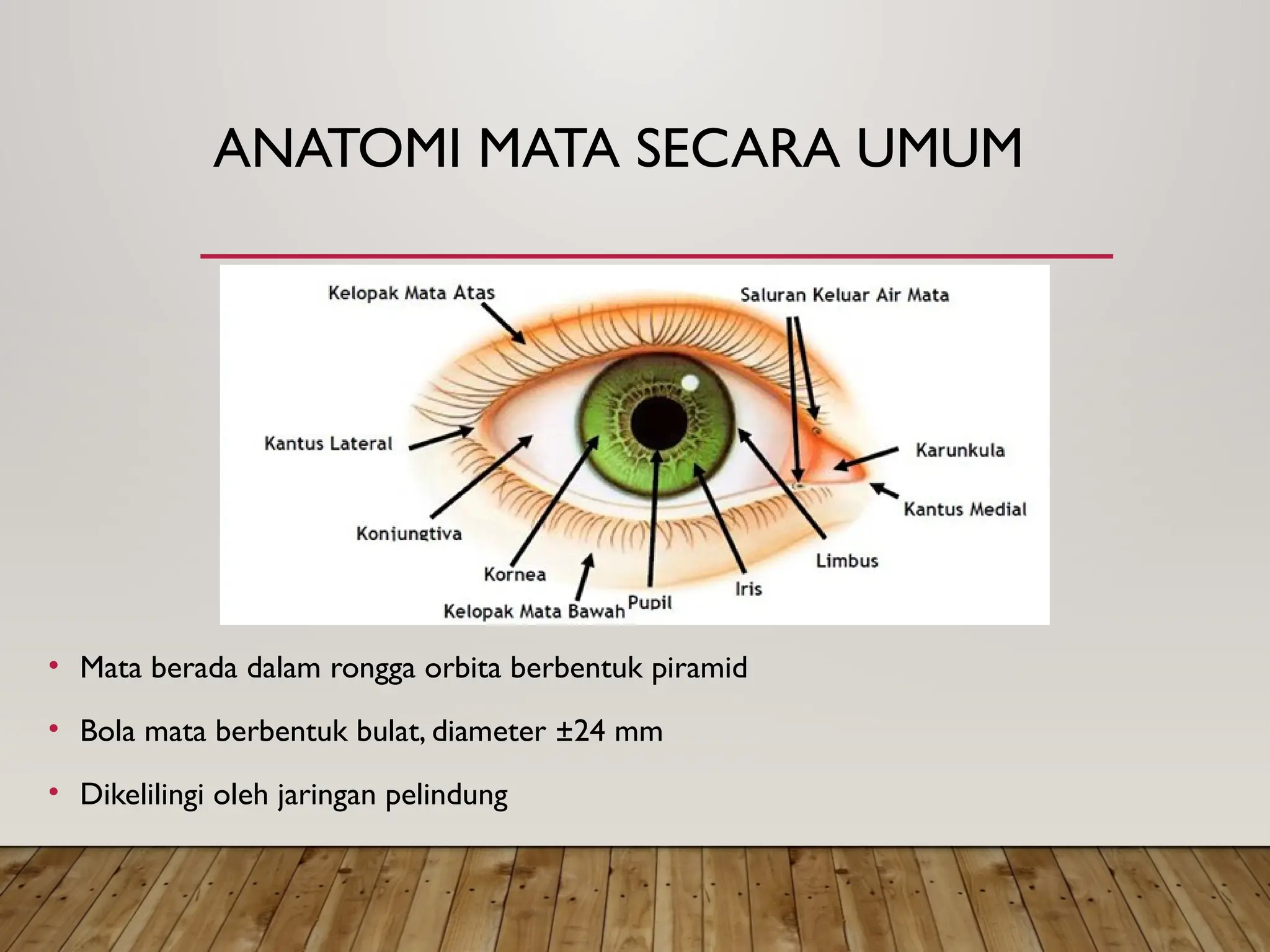 PPT Anatomi_Fisiologi_Mata_dengan_Gambar.pptx