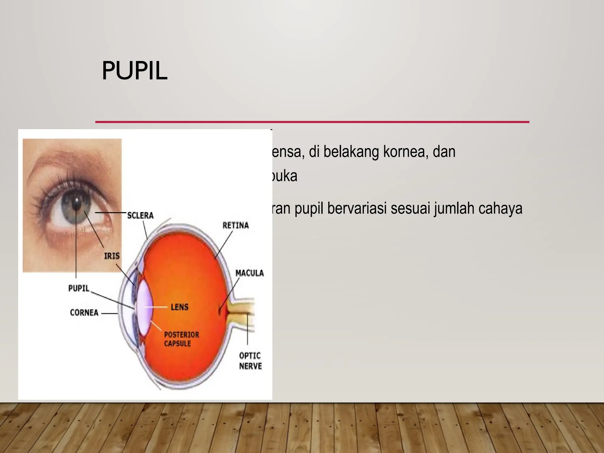 PPT Anatomi_Fisiologi_Mata_dengan_Gambar.pptx