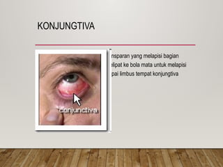 PPT Anatomi_Fisiologi_Mata_dengan_Gambar.pptx