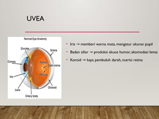 PPT Anatomi_Fisiologi_Mata_dengan_Gambar.pptx