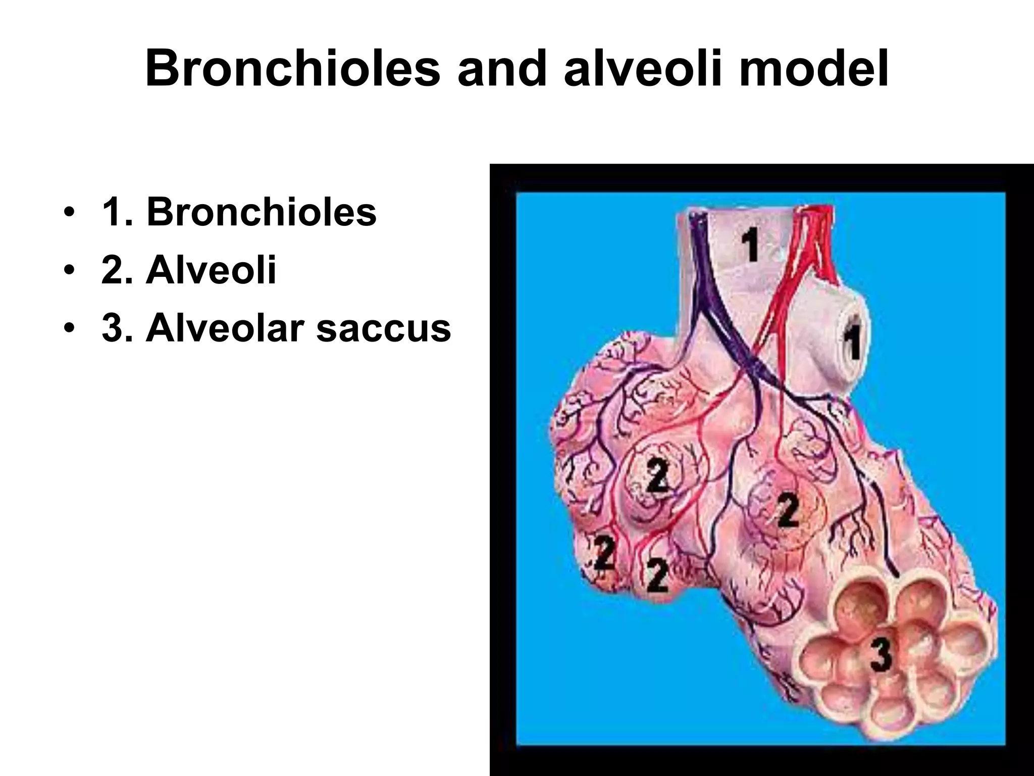 PPT ANATOMI PARU.ppt