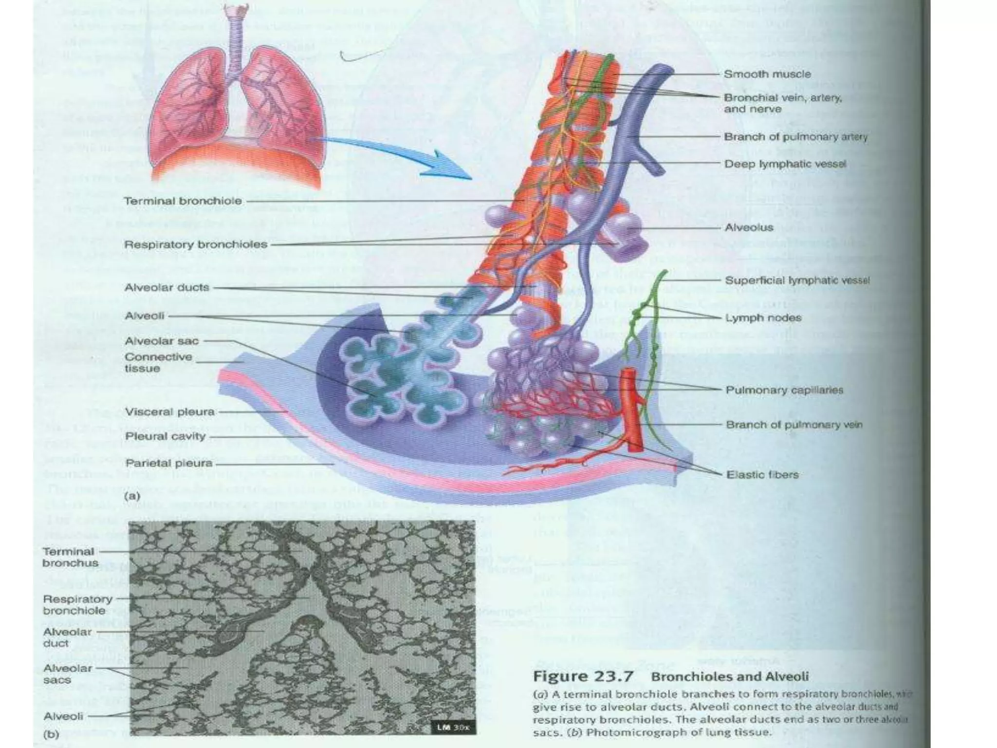 PPT ANATOMI PARU.ppt