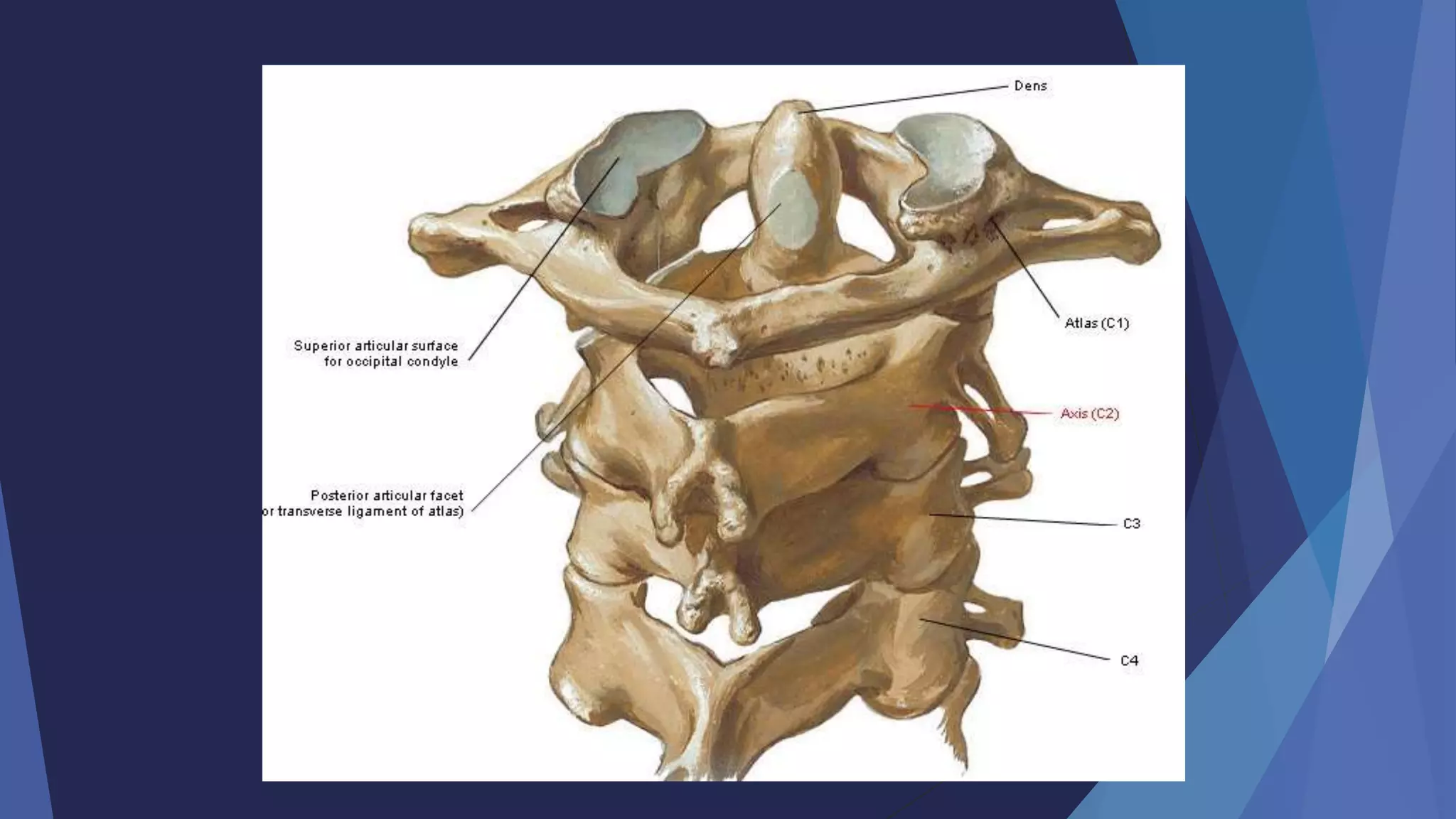 ppt ANATOMI POT CACA ANJALI RYAN.pptx