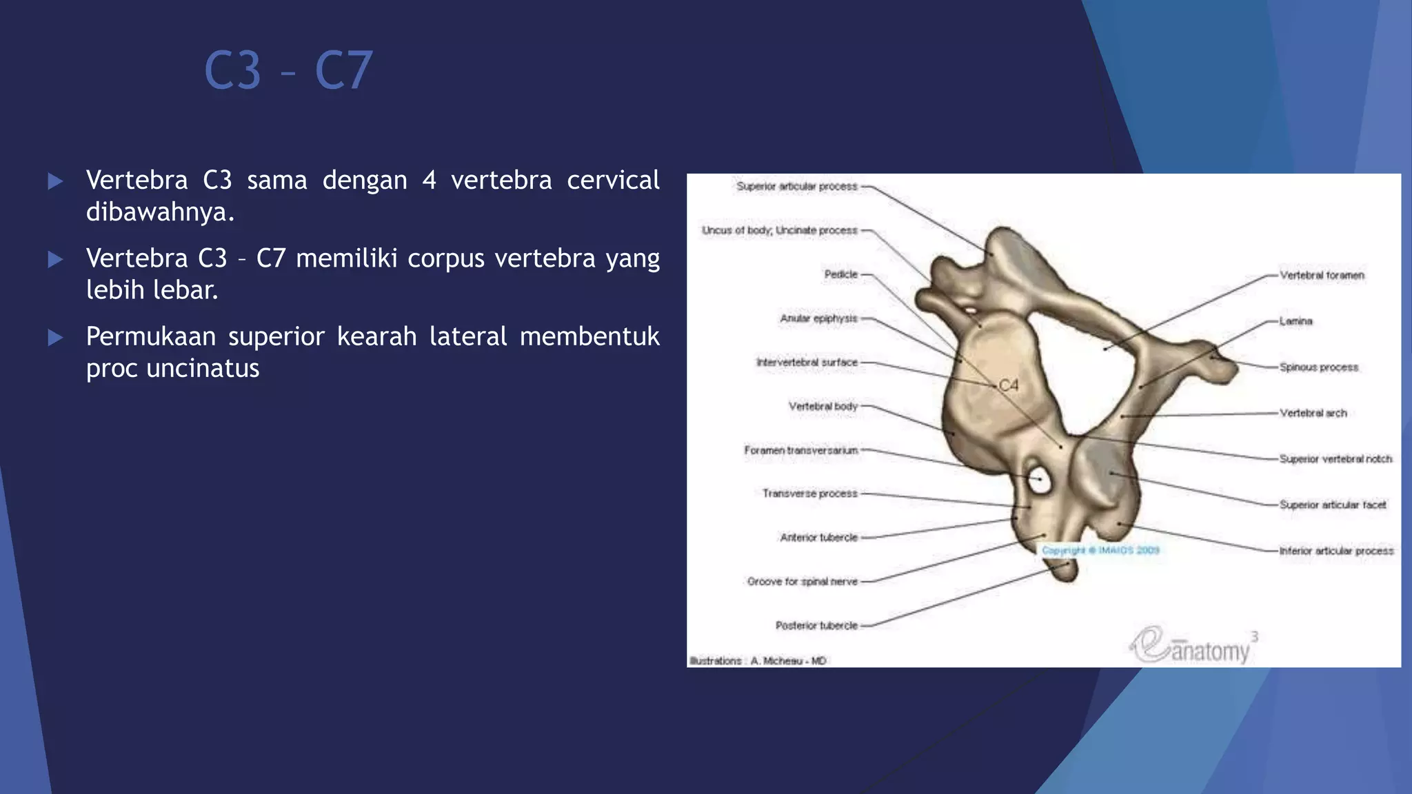 ppt ANATOMI POT CACA ANJALI RYAN.pptx