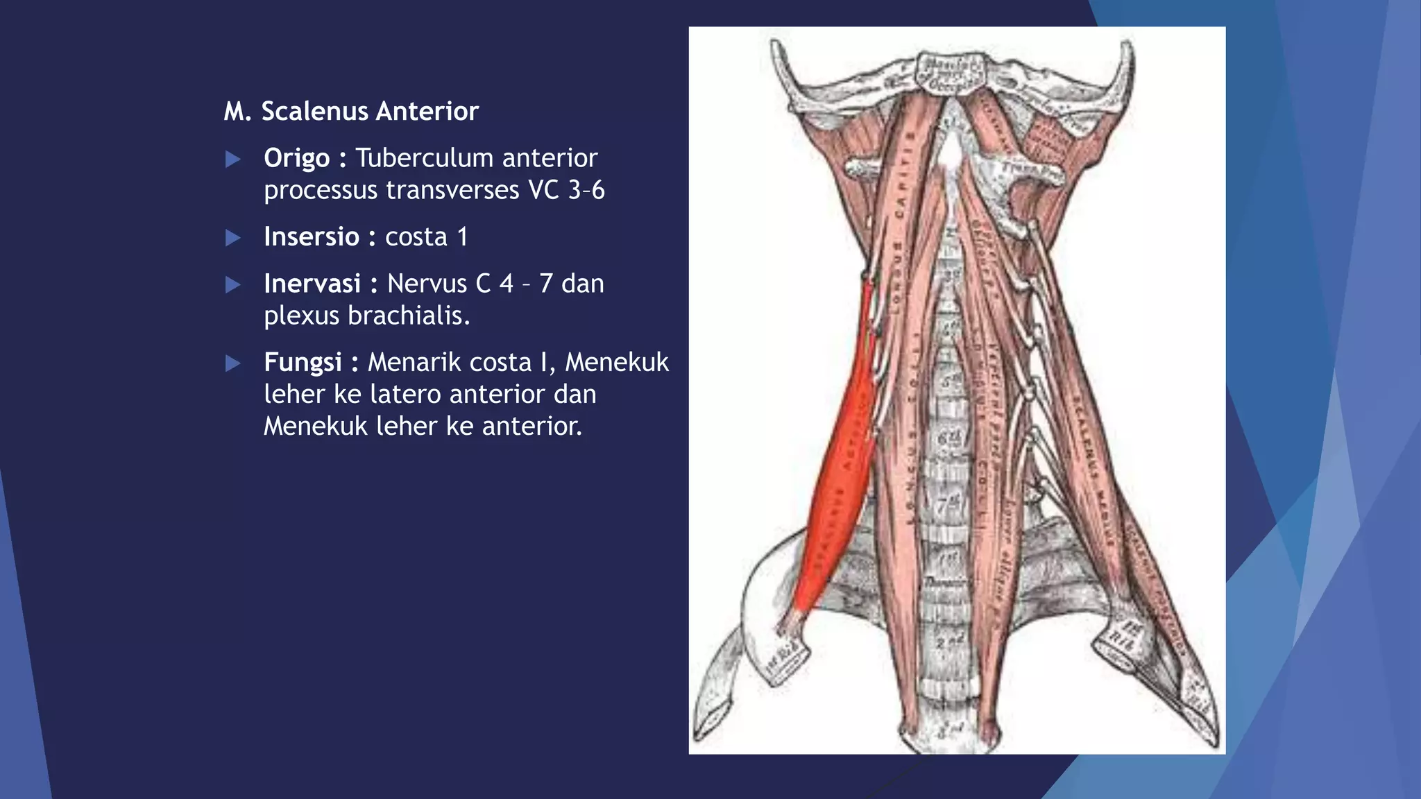 ppt ANATOMI POT CACA ANJALI RYAN.pptx