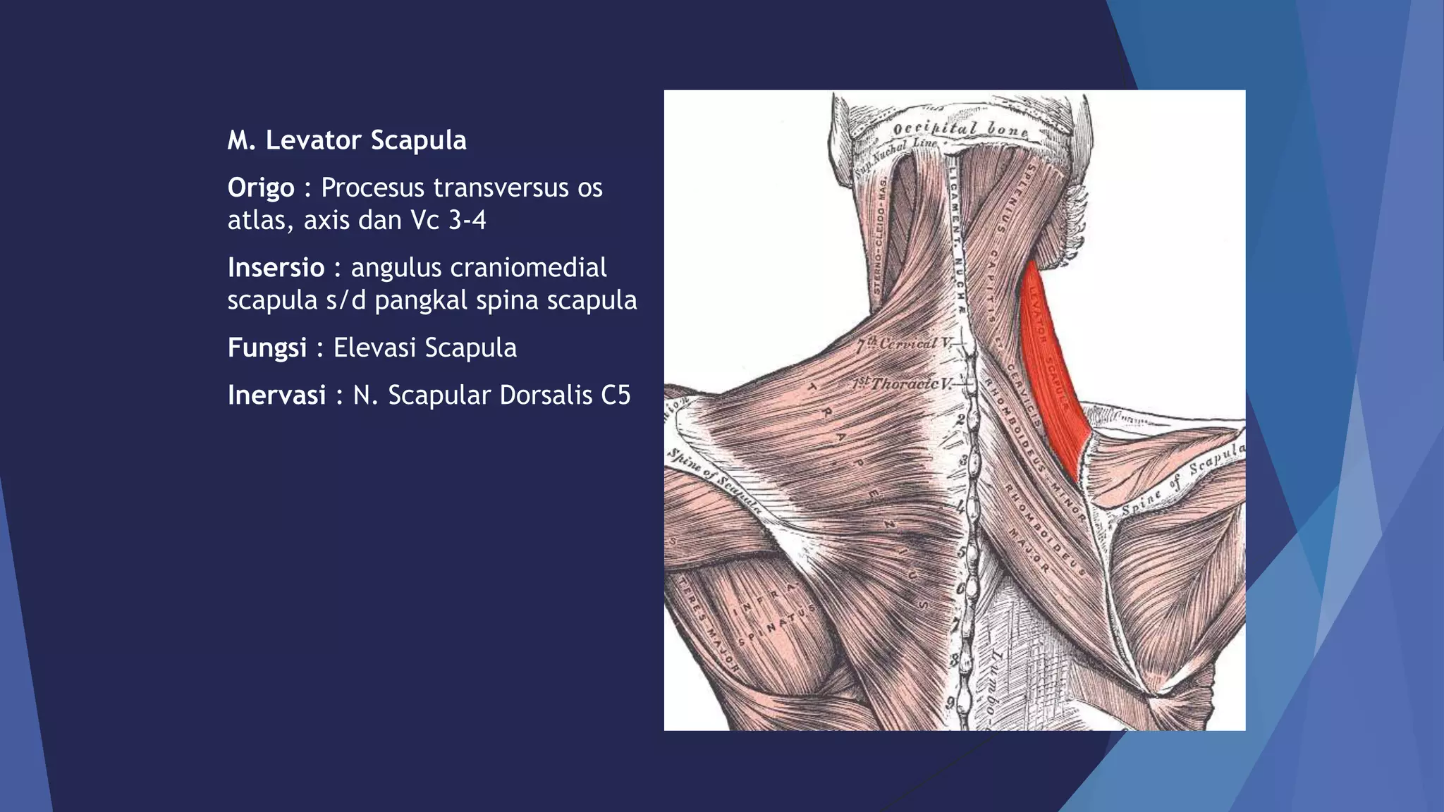 ppt ANATOMI POT CACA ANJALI RYAN.pptx