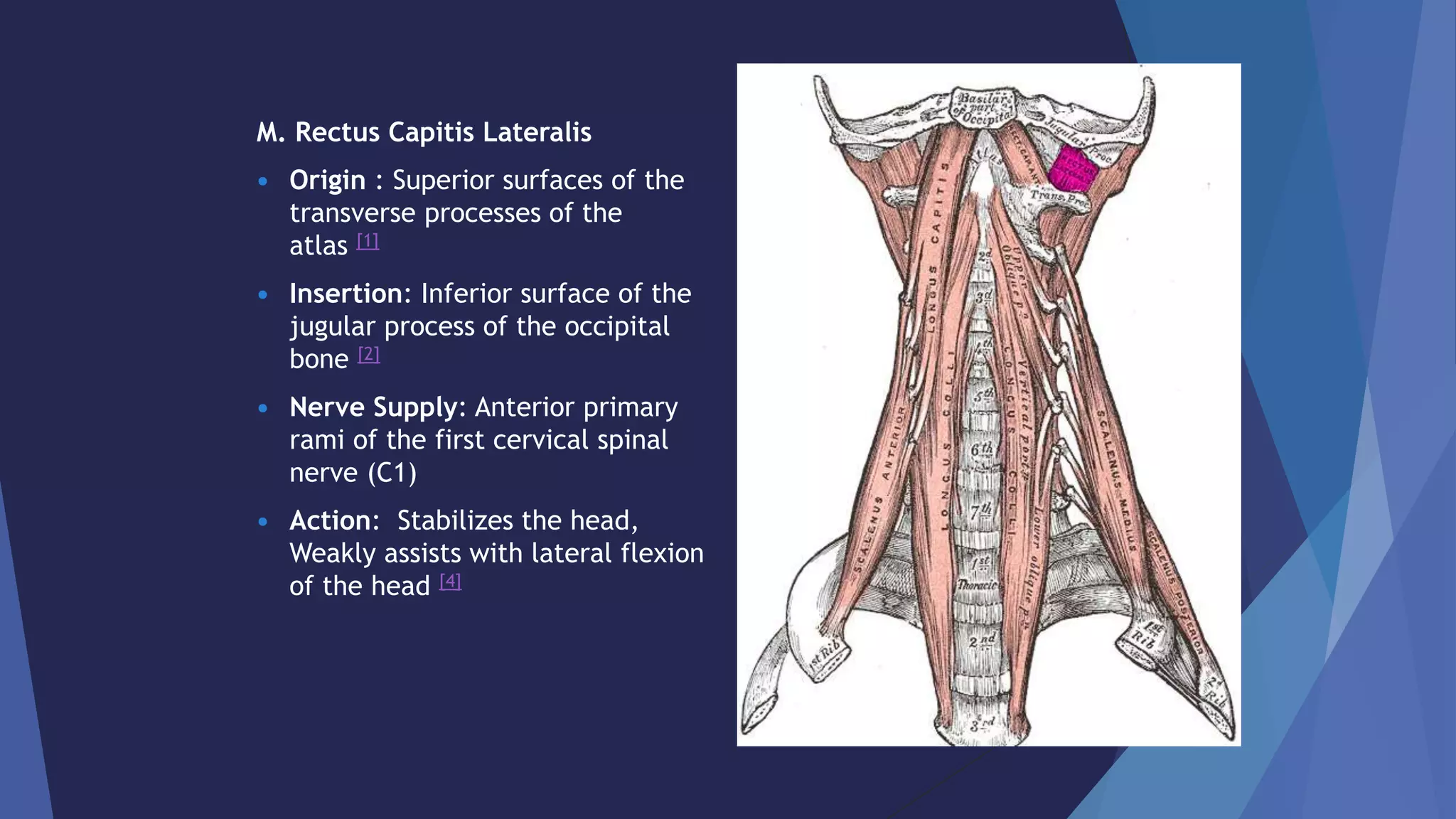 ppt ANATOMI POT CACA ANJALI RYAN.pptx