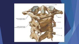 ppt ANATOMI POT CACA ANJALI RYAN.pptx