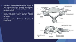 ppt ANATOMI POT CACA ANJALI RYAN.pptx