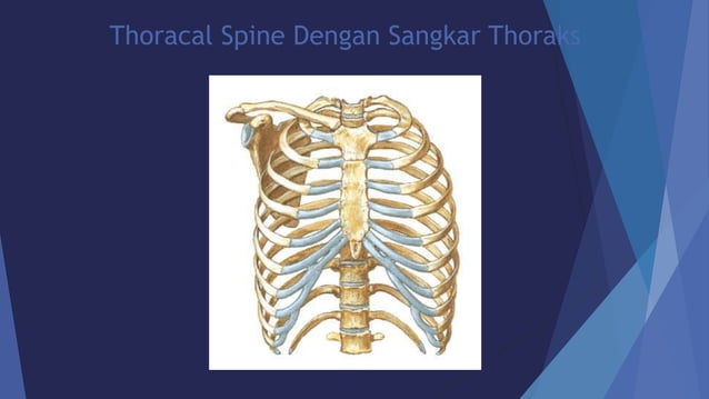 ppt ANATOMI POT CACA ANJALI RYAN.pptx