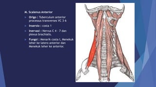 ppt ANATOMI POT CACA ANJALI RYAN.pptx