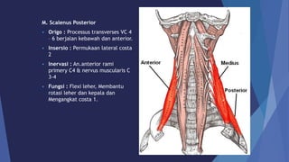 ppt ANATOMI POT CACA ANJALI RYAN.pptx