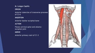 ppt ANATOMI POT CACA ANJALI RYAN.pptx