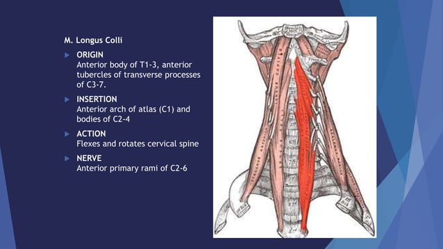 ppt ANATOMI POT CACA ANJALI RYAN.pptx