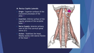 ppt ANATOMI POT CACA ANJALI RYAN.pptx