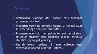 ppt ANATOMI POT CACA ANJALI RYAN.pptx