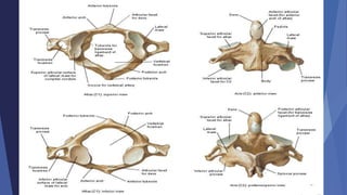 ppt ANATOMI POT CACA ANJALI RYAN.pptx