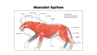 PPT Anatomi Singa & Harimau FOR 3RD SEMESTER .pptx