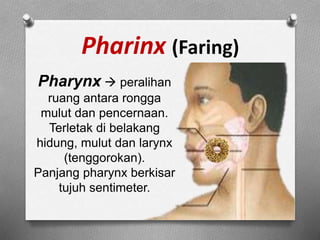 PPT_Anatomi Sistem Pencernaan Manusia.ppt