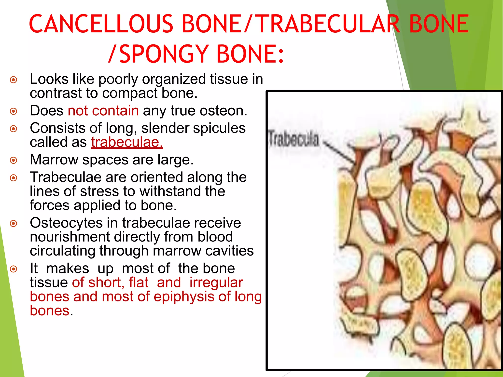 ppt anatomy.pptx