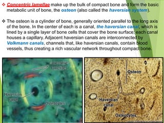ppt anatomy.pptx