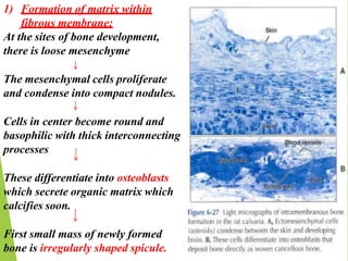 ppt anatomy.pptx