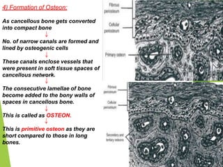 ppt anatomy.pptx