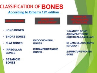 ppt anatomy.pptx