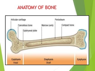 ppt anatomy.pptx