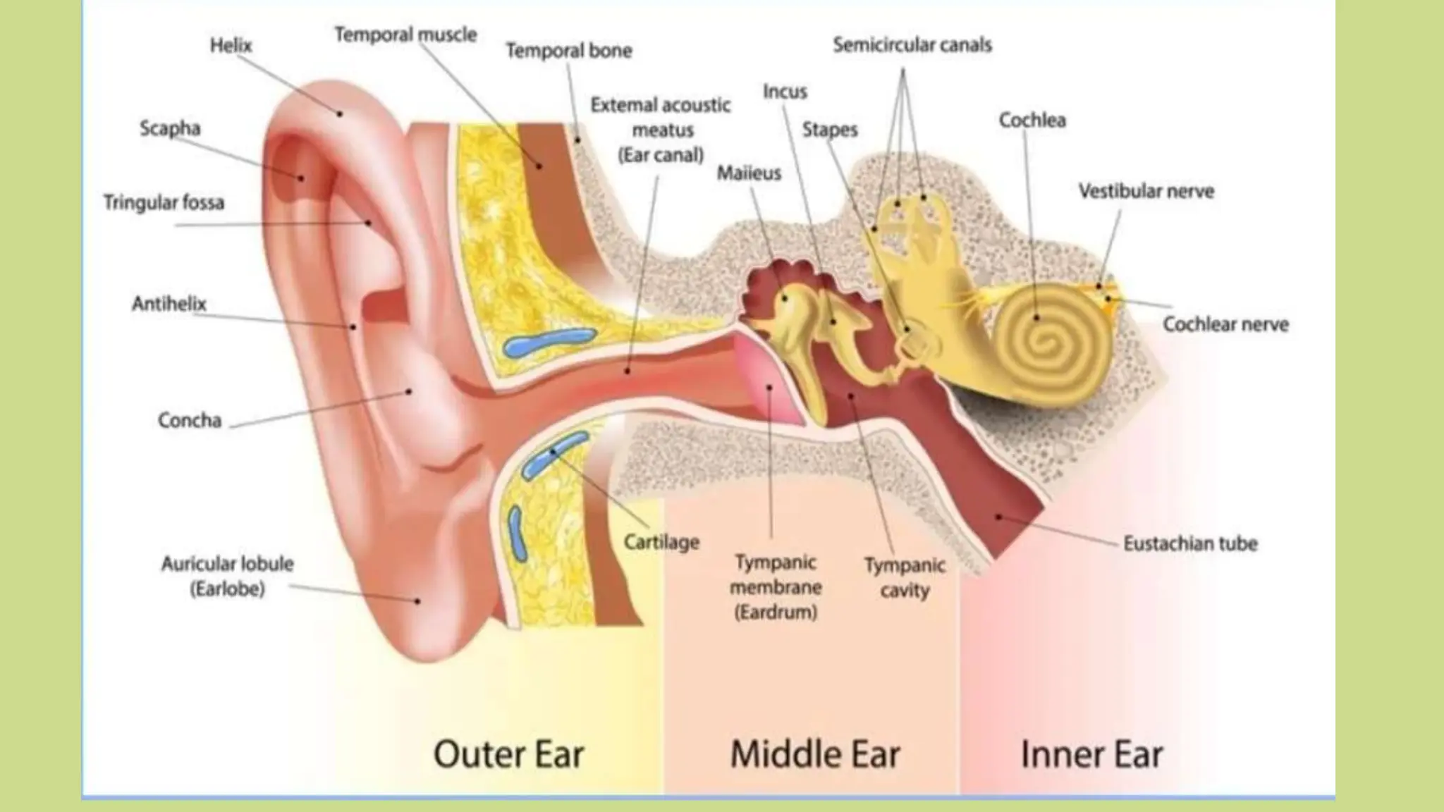 Anatomi Fisiologi_ Indera Pendengaran PPT | PPTX