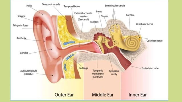 Anatomi Fisiologi_ Indera Pendengaran PPT | PPTX