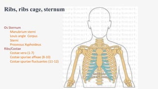 Anatomi Fisiologi pada Sistem Muskulo.pdf