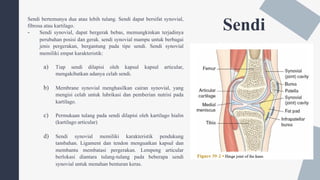 Anatomi Fisiologi pada Sistem Muskulo.pdf