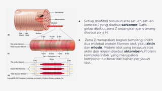 Anatomi Fisiologi pada Sistem Muskulo.pdf