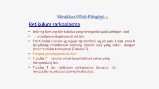 Anatomi Fisiologi pada Sistem Muskulo.pdf