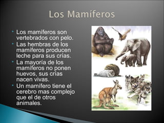 0Ppt animales vertebrados e invertebrados | PPS