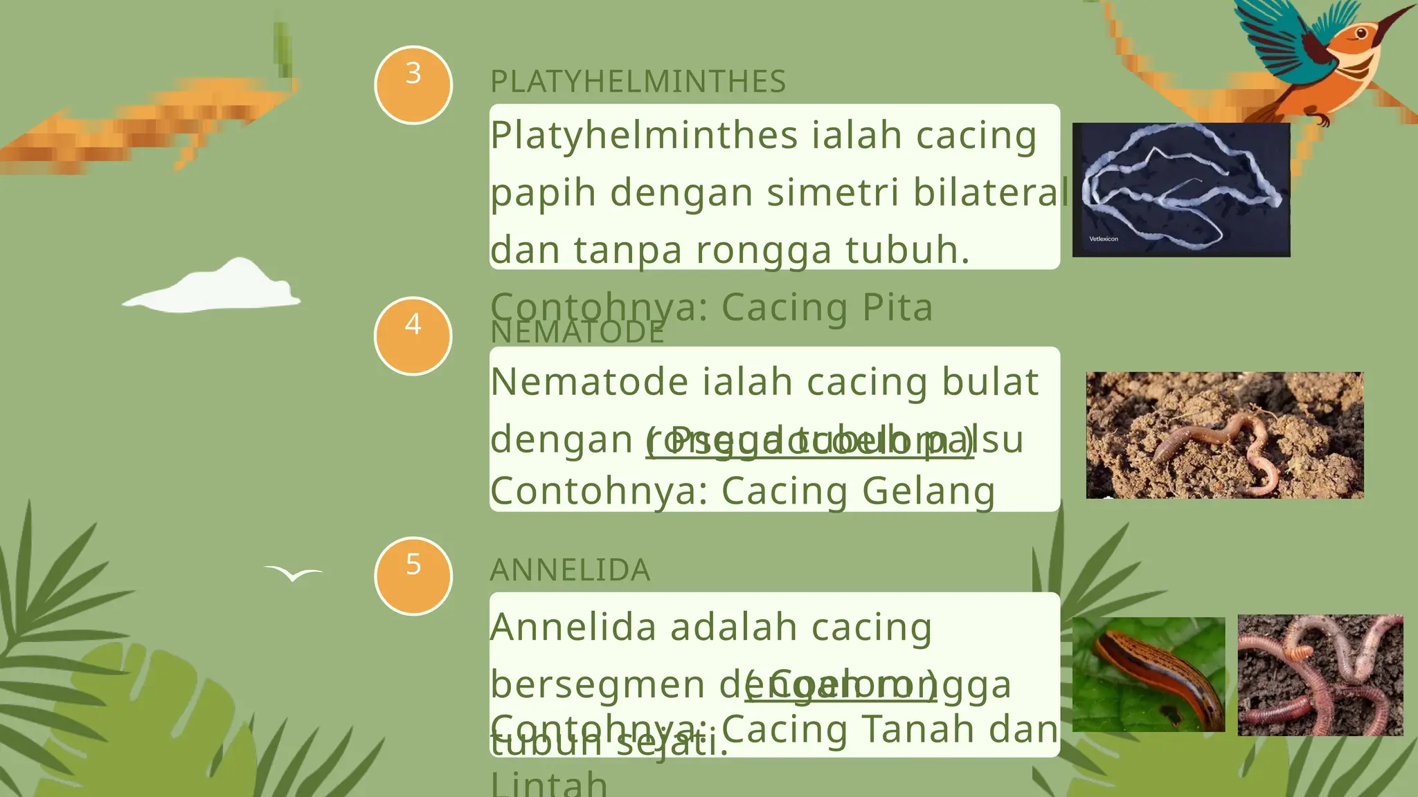 PPT ANIMALIA kelas 10 kurikulum merdeka .pptx