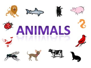 Animals | PPT