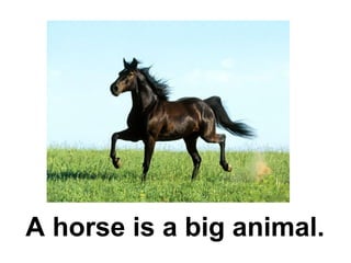 Ppt animals are different blog | PPT