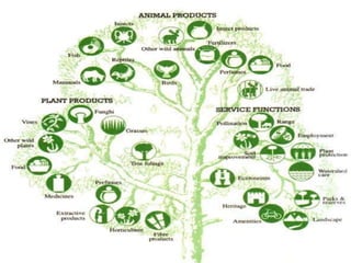 FOREST CONSERVATION (ANIMATED)- PPT | PPTX