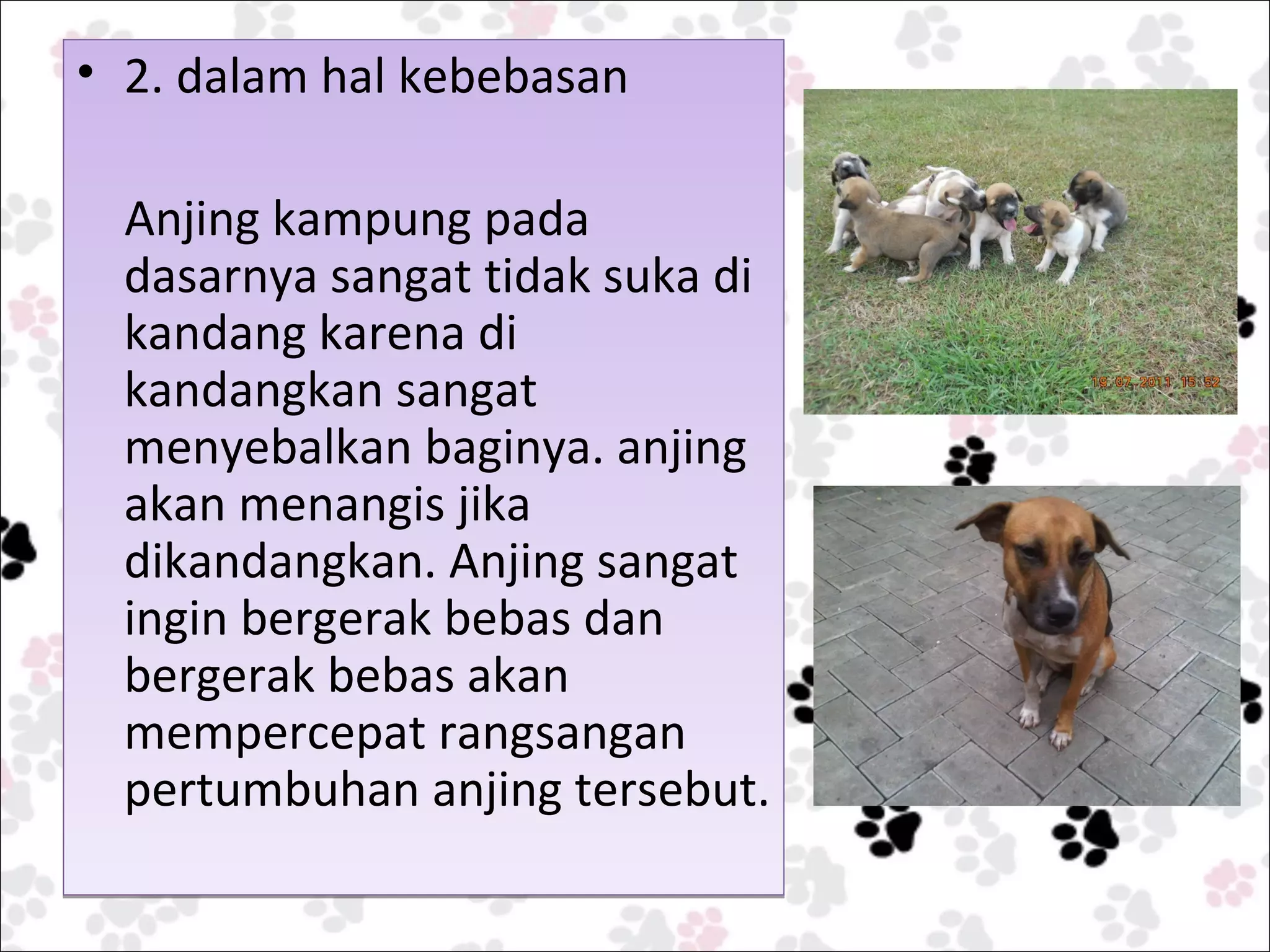 Ppt anjing | PPT
