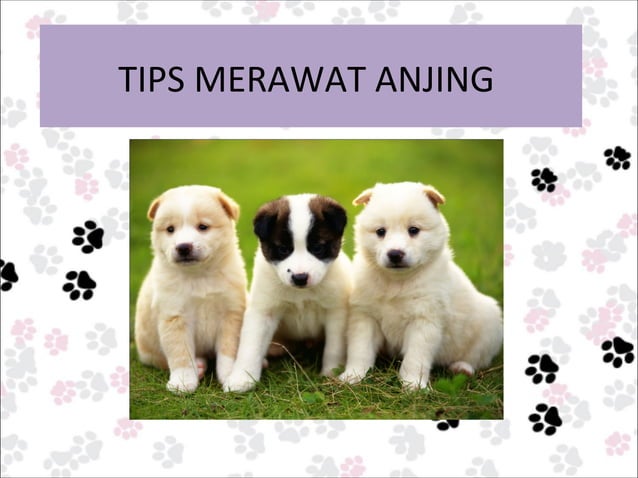 Ppt anjing | PPT