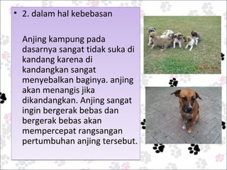 Ppt anjing | PPT
