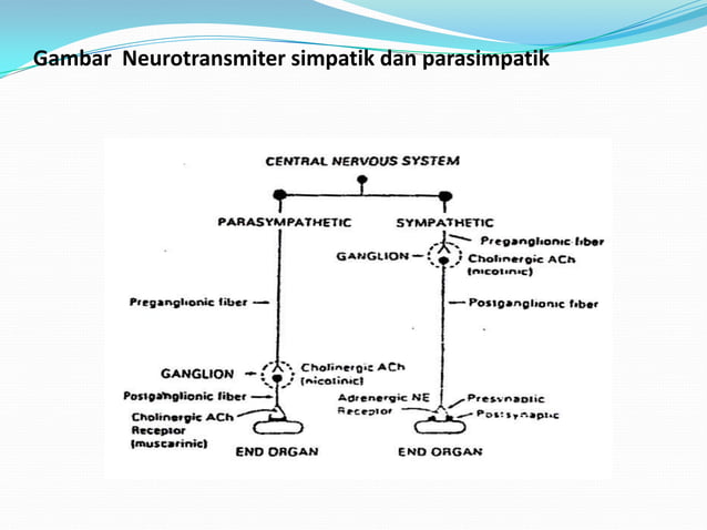 Ppt ans | PPT | Free Download