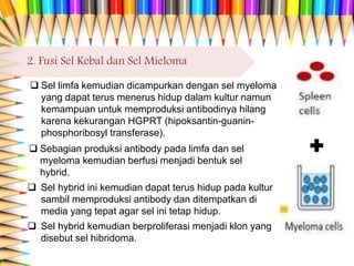 Powerpont Antibodi Monoklonal | PPTX